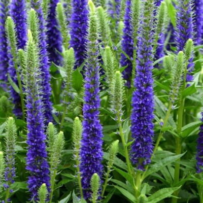 VERONICA DWARF BLUE ULSTER PERENNIAL PLANT BLUE FLOWERS HARDY SPEEDWELL ...