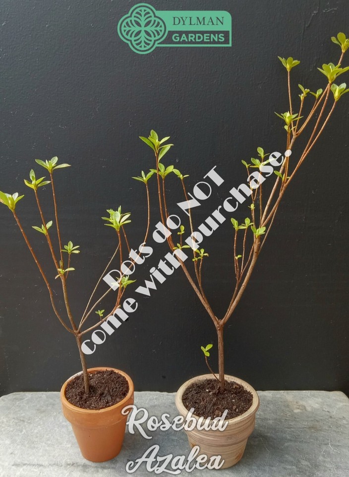 Rosebud Azalea - Rhododendron 'Rosebud' - 8 to 10 inches - Double Pink ...