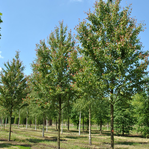 Acer rubrum 'Summer Red' | Red Maple Tree | Ornamental Tree | 5-6ft ...
