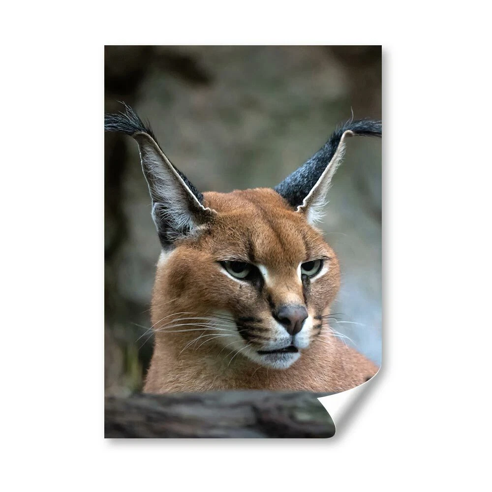 African Lynx Kittens