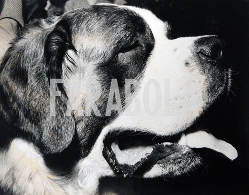 Photo de presse vintage Animaux, Chiens, S.Bernardo,Exposition Canine,tirage | eBay