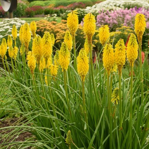 Kniphofia Banana Popsicle Plant in 9cm Pot - Rare Red Hot Poker Variety ...