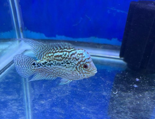Kamfa Flowerhorn | eBay