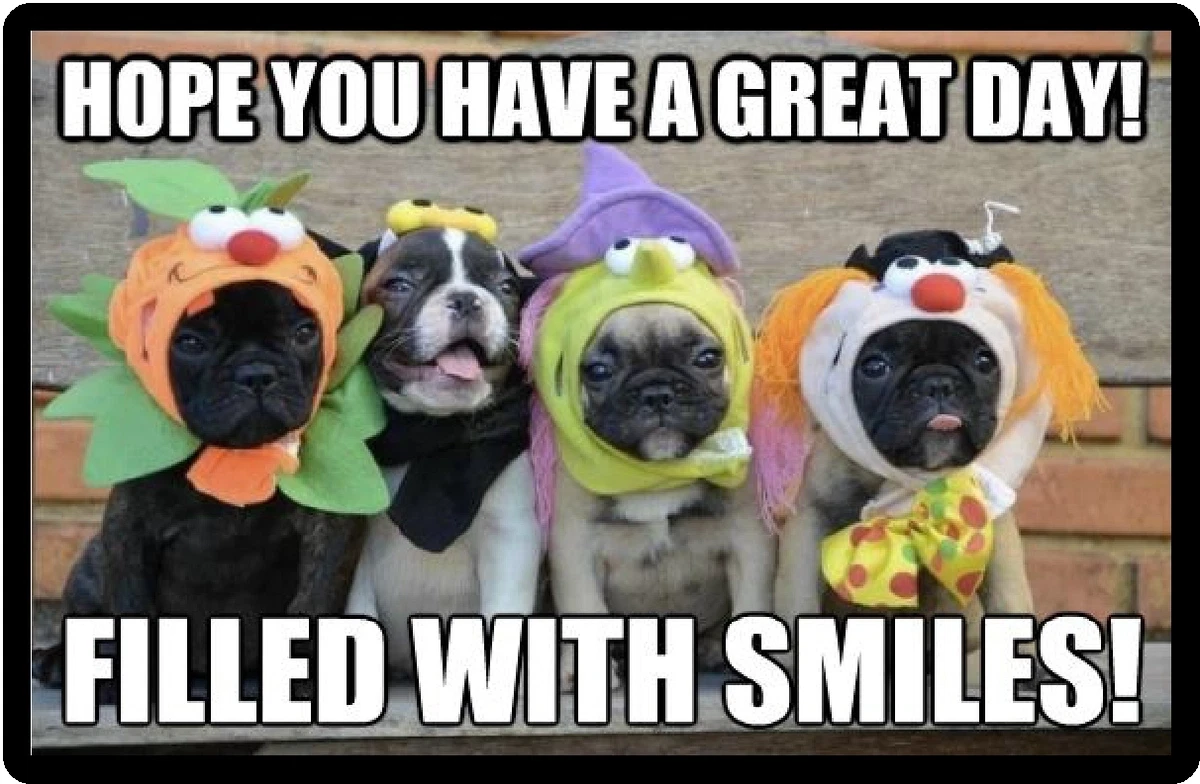 Have A Great Day Funny Animal