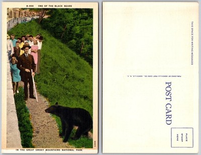Great Smoky Mountains Black Bear Postcard | eBay UK