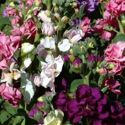 Stock Giant Column Mixed 70 seeds FLOWER GARDEN cottage EASY GROW ...