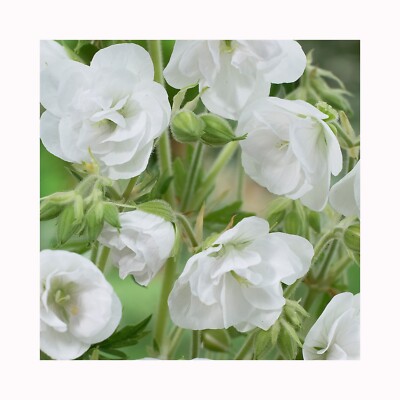3 Geranium Laura - 3 Established Plants in 9cm pots - Hardy Perennial ...