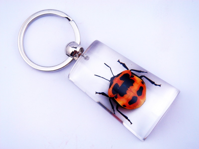 Fossil Amber Like Rare Real Wild Bug Inside Keychain #9 | eBay