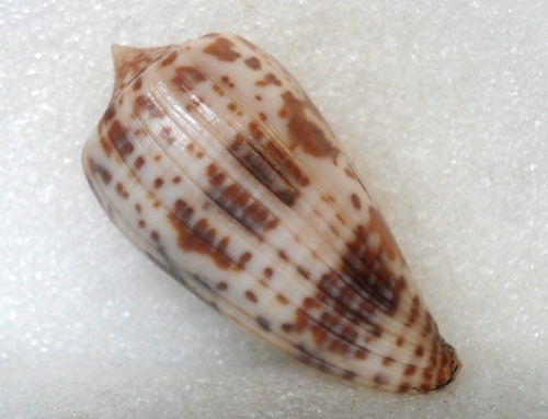 CONUS Lynceus 57.9 mm F+++ nice intense DARK pattern ,WOW!! | eBay