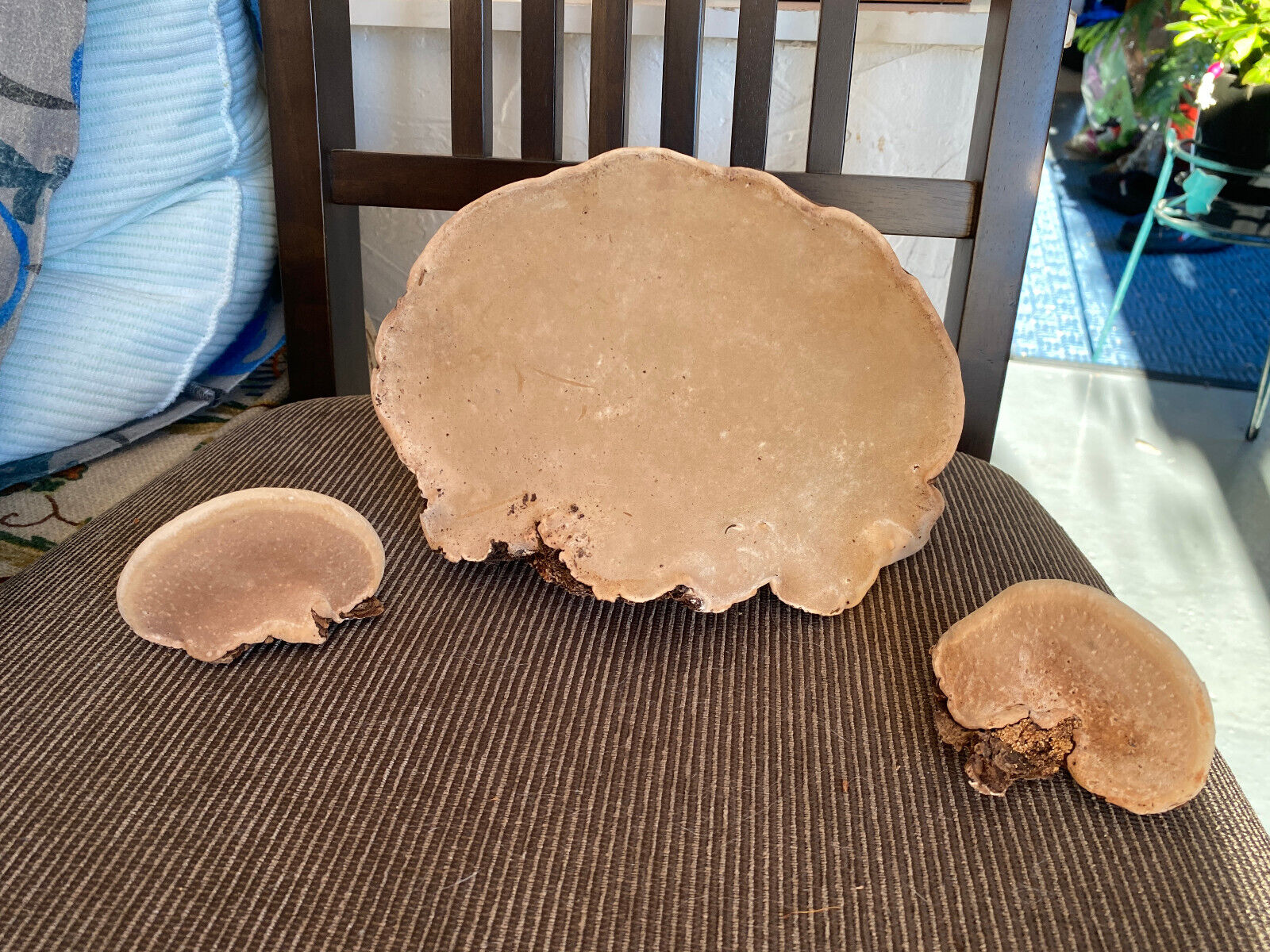 LOT of Three Alaska Tree Shelf Fungi Bracket Conk Fungus Canvas Sall ...