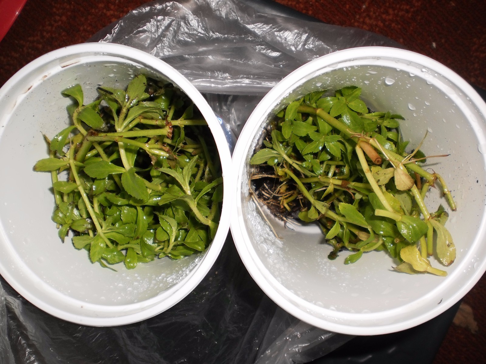 Rice paddy/ngo ohm herb plants 44 OZ cup bare roots, Buy one get one ...