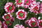 Verbena Obsession Twister Red 1,000 seeds | eBay