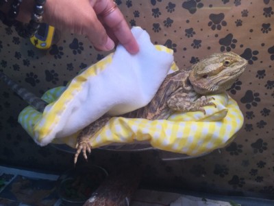 CHECKERED YELLOW LARGE ATTACHABLE RESTING SOFT BED SET COVER 4 BEARDED ...