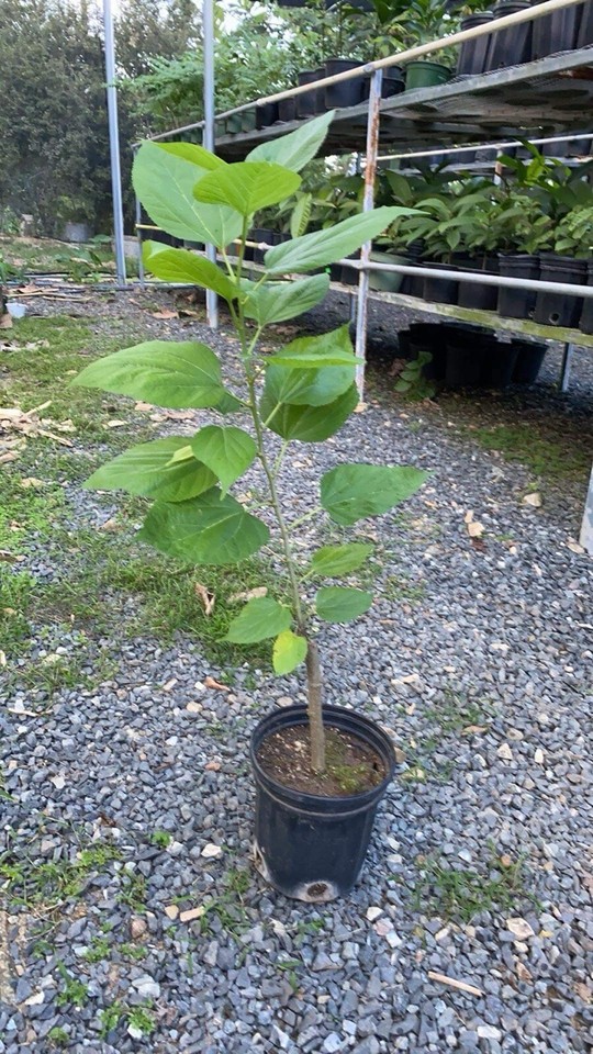 Pakistan Mulberry Bush (Morus alba rubra) Tropical Live Fruit Tree (10 ...