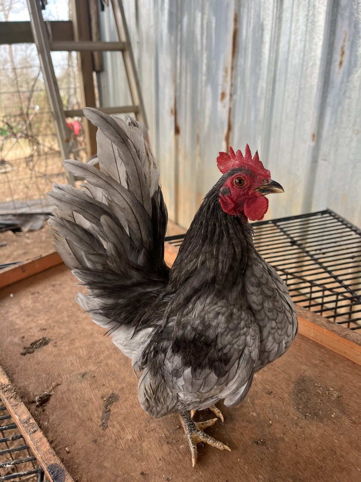 6 + Serama Hatching Eggs from Show Stock TRADITIONAL | eBay