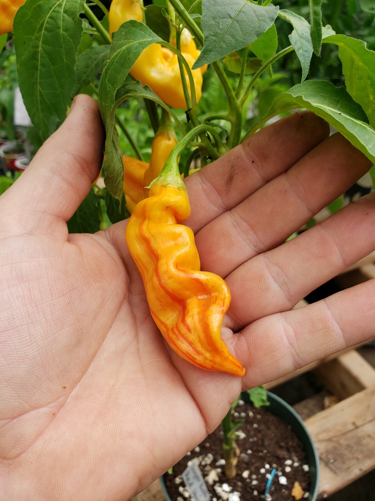 Sugar Rush Red Stripe Hot Pepper Seeds Rare Aji Peach Stripey Organic ...