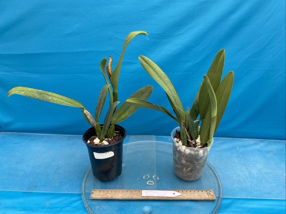 Cattleya Aurora 1905 (dowiana X luteola) Yellow Red Orchid Bloom Size 4.5” Pot | eBay