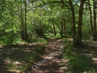 Photo 6x4 Horsell Moor Woking Footpath through the woods that cover ...