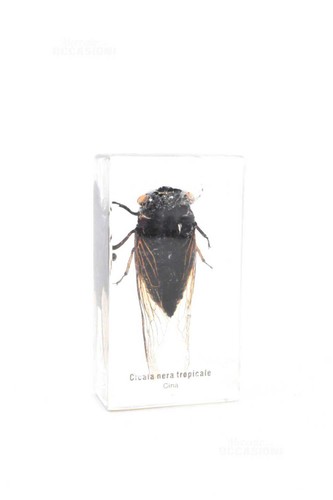 Insecte Résine 7 X 4 CM Cigale Noire Tropical | eBay