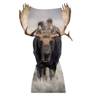 MOOSE LIFESIZE CARDBOARD STANDUP STANDEE CUTOUT POSTER FIGURE DISPLAY ...