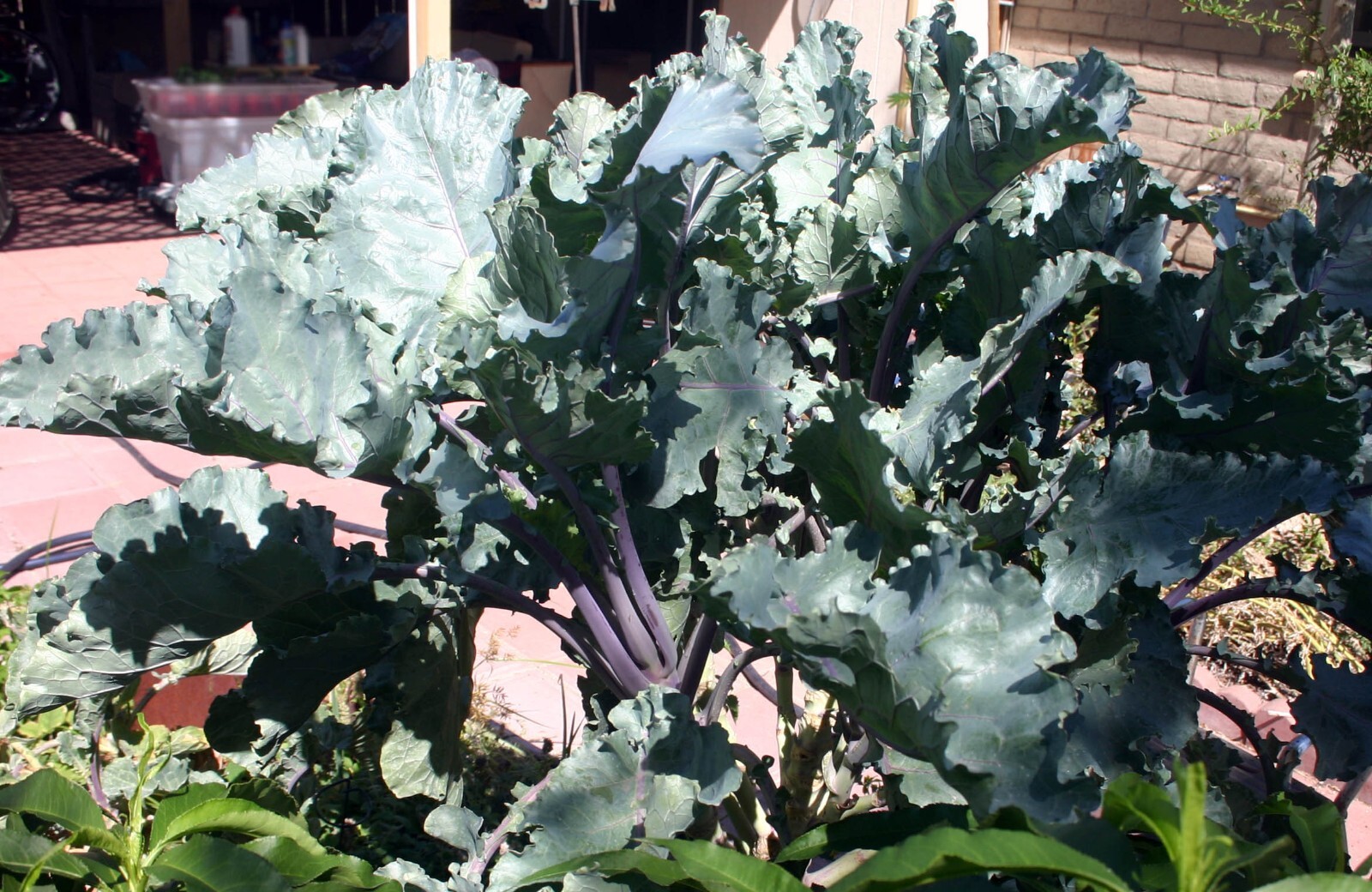 Purple Tree Collard Seeds - 15/50/100 seeds - Organic Kale Collards ...