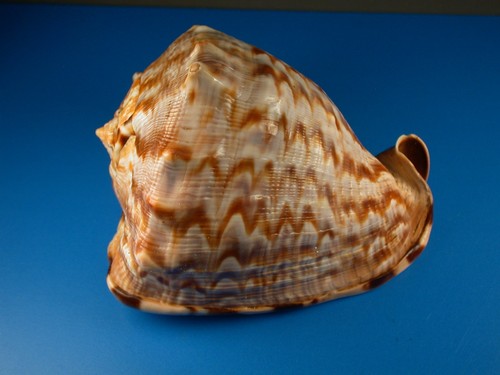 Cassis tuberosa, Excellent Dark Pattern 113.1mm, Bahamas Shell G251 | eBay