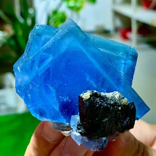 208g Natural blue cubic fluorite mineral +black crystal sample ...