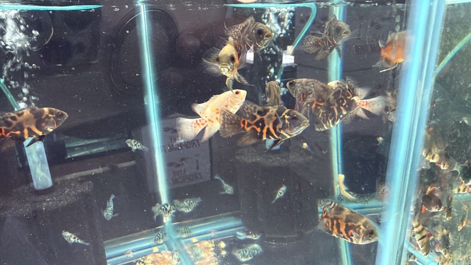 Albino Tiger Oscar Longfin 2” – Live Freshwater Cichlid Fish for ...