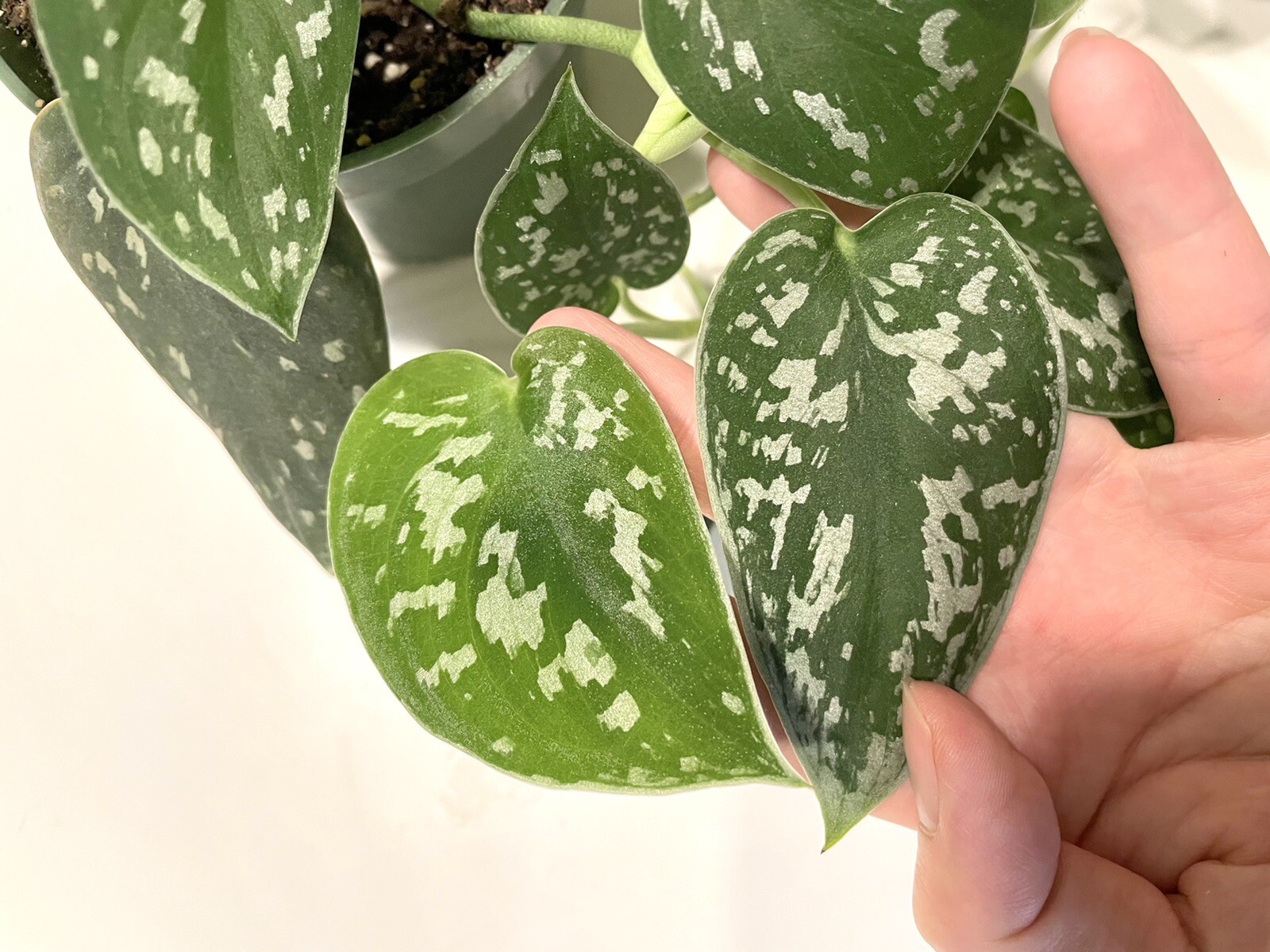Silver Ann Rare Pothos Scindapsus Pictus Hybrid 2 Cuttings - 2 Leaves 2 ...