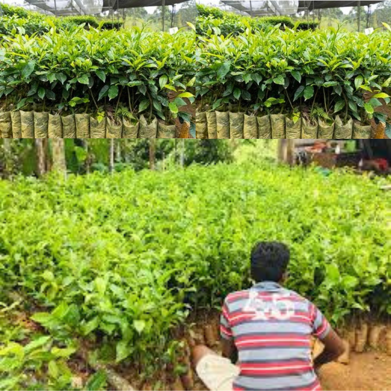 LIVE LITTLE TEA PLANTS Camellia sinensis Ceylon (ASIA) Green Tea Plants ...