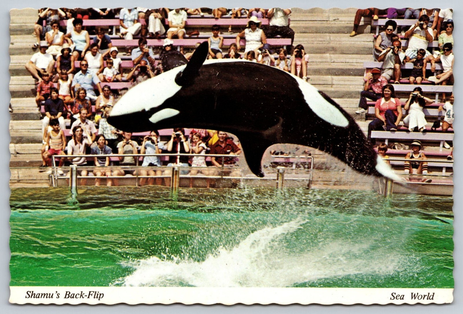 Shamu’s Backflip Killer Whale Show Sea World Continental Vintage Post ...