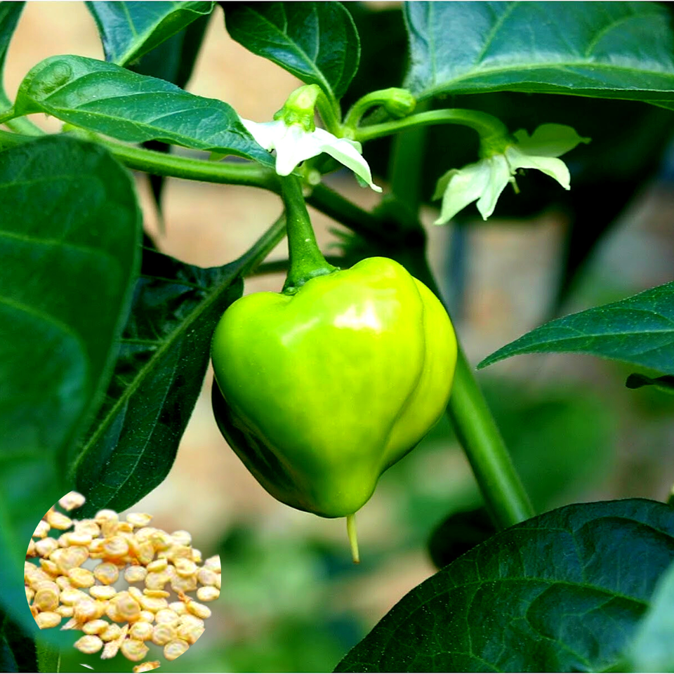 Scotch Bonnet Pepper Super Hot Spicy Nai Miris Endemic Dried Fresh ...