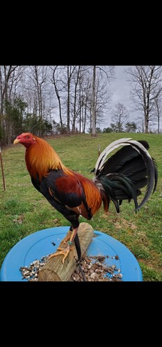 12+ 5k Dink FAIR hatching eggs !! | eBay