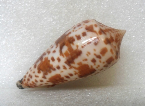 CONUS Lynceus 57.9 mm F+++ nice intense DARK pattern ,WOW!! | eBay