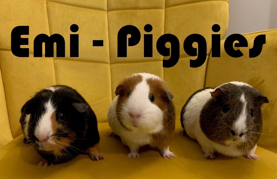 4x2 C&C Cage Stand By EMI-Piggies ( Guinea Pig Cage Run Set Up ...