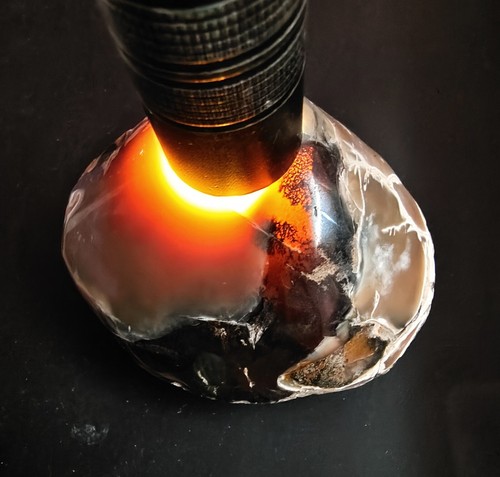 SEA SHELL FOSSIL, BIVALVIA, BIG AGATIZED CLAM FOSSIL FROM JAVA ...