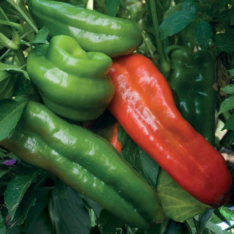 Sweet Marconi Rosso Pepper Seeds, Italian Pepper, NON-GMO, Variety ...