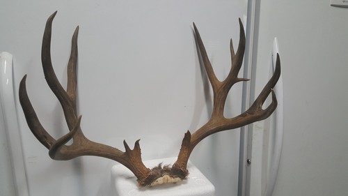 STUDLY 7x6 Colorado MULE DEER RACK antlers whitetail mount sheds ...