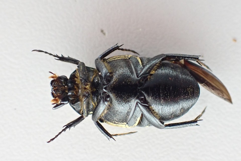 j47555. Insects, Cetoniidae sp. Vietnam North | eBay