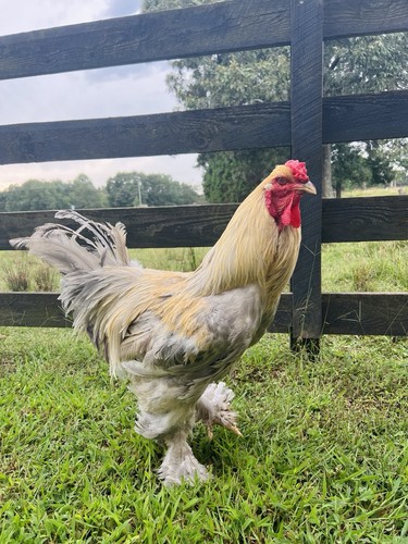 12 ++ Isabel Brahma Hatching Eggs | eBay