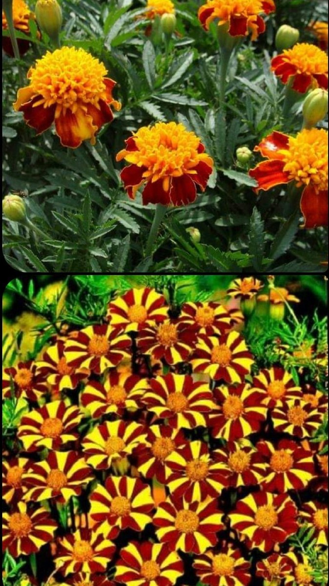 French Marigold Dwarf