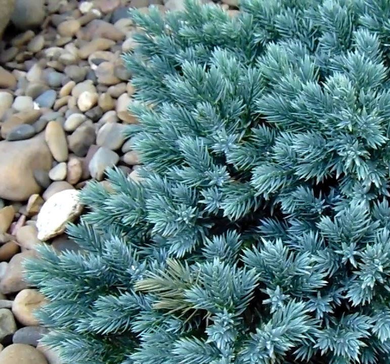 [x3] Dwarf Conifer Juniperus Squamata 'Blue Star' | Pot Plants | Shrubs ...