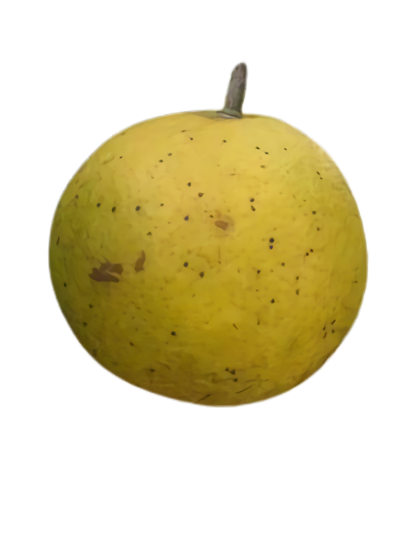 Shatkora, specialty citrus fruit from Bangladesh 'citrus macroptera ...