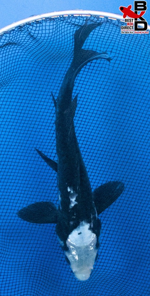 10" KUMONRYU Live Koi Fish Garden Pond 11/12 | eBay