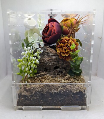 Jumping Spider Complete Full Spider Set Up Enclosure Front Opening ...