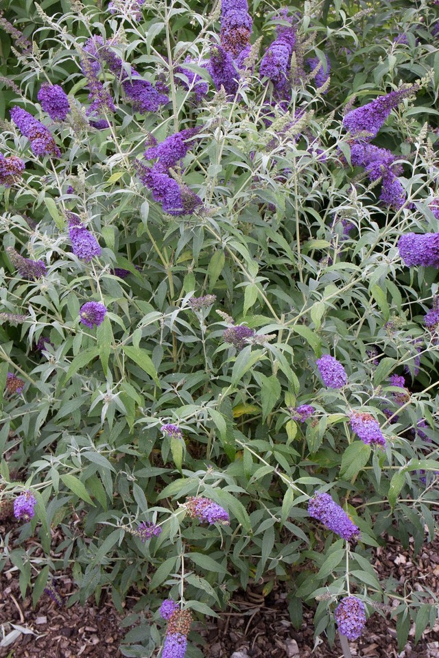 Buddleja Buzz Lavender Buddleia Butterfly Bush Scented Plant | 17cm/2L ...