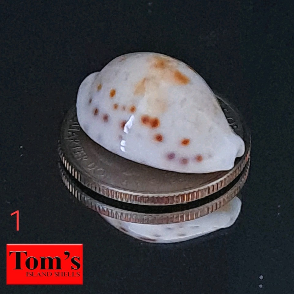 Cypraea Rashleighana #1 22.3mm ULTRA-RARE! LIVE COLLECTED from Hawaii ...