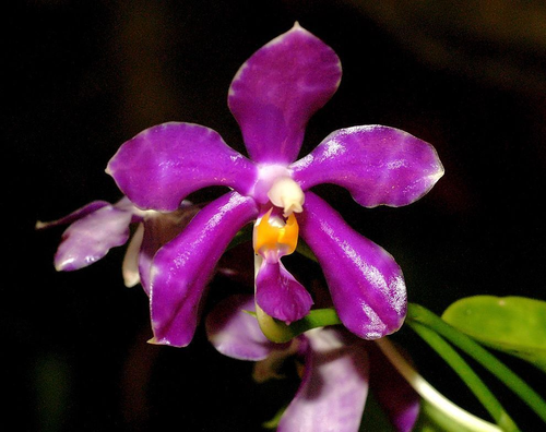 Phalaenopsis Pulchra miniature fragrant orchid plant + PHYTO ...