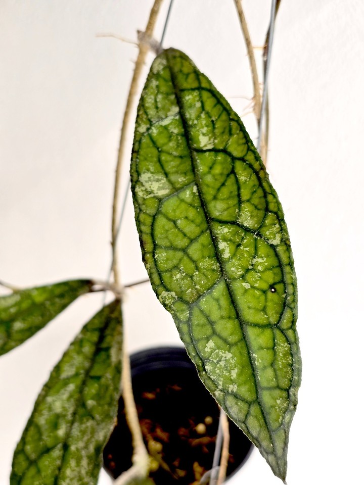 Hoya clemensiorum sp kermiri [n26j001] 1 pot, 1 plant, 20-22 inches ...