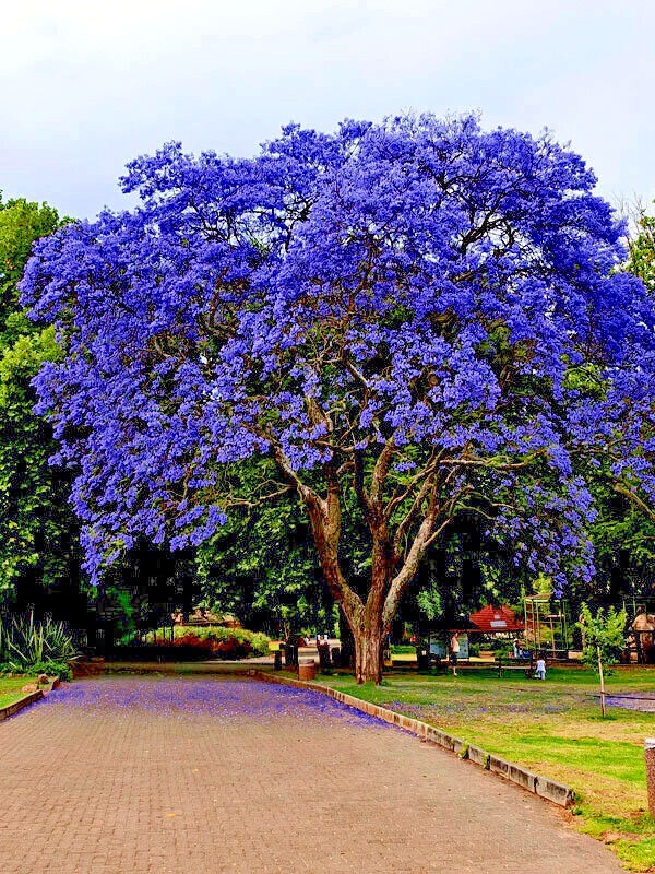 Jacaranda Fern Tree Seeds (Mimosifolia acutifolia) Tropical Blue ...